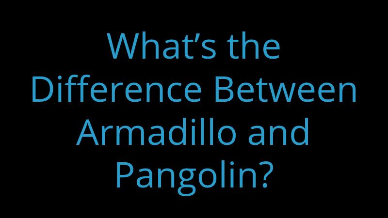 What’s the Difference Between Armadillo and Pangolin?