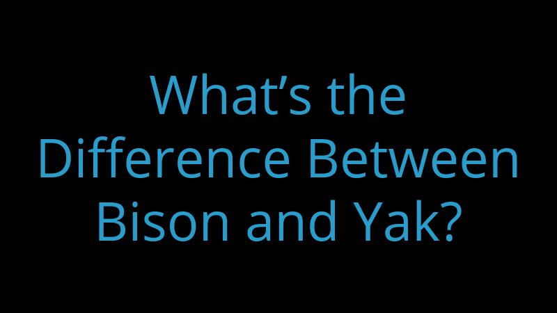 What’s the Difference Between Bison and Yak?