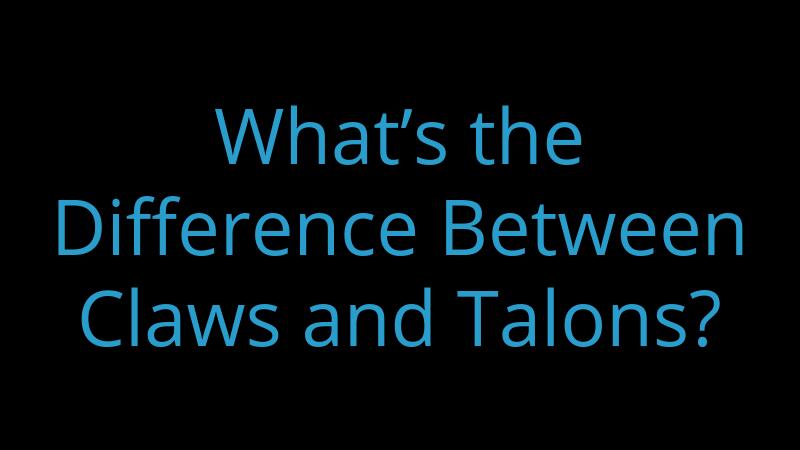 What’s the Difference Between Claws and Talons?