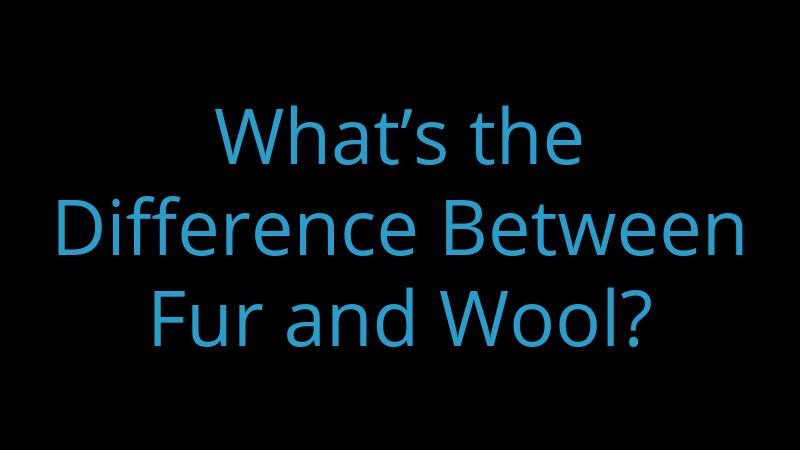What’s the Difference Between Fur and Wool?