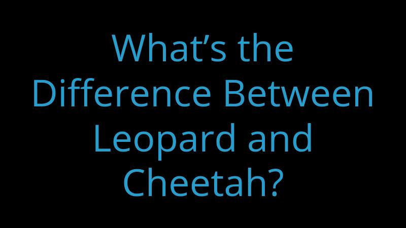 What’s the Difference Between Swan and Crane?