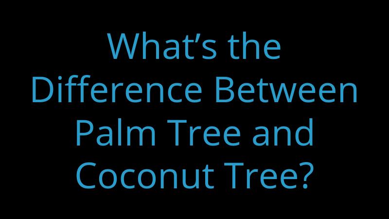 What’s the Difference Between Palm Tree and Coconut Tree?