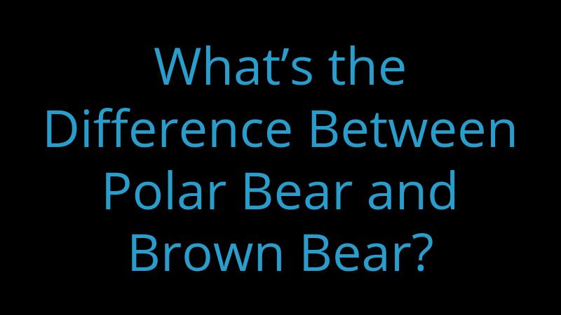 What’s the Difference Between Polar Bear and Brown Bear?