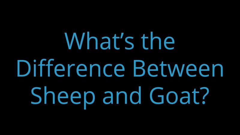 What’s the Difference Between Sheep and Goat?
