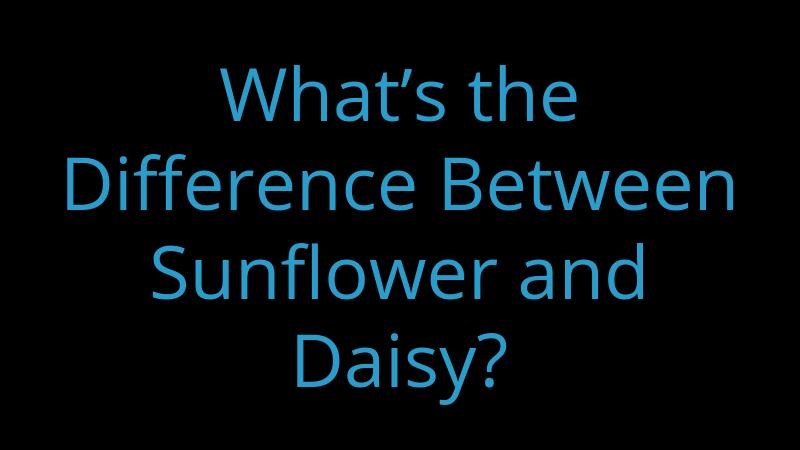 What’s the Difference Between Sunflower and Daisy?