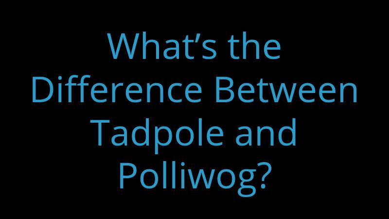 What’s the Difference Between Tadpole and Polliwog?