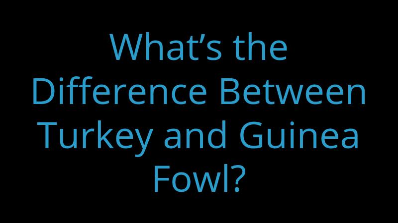 What’s the Difference Between Turkey and Guinea Fowl?