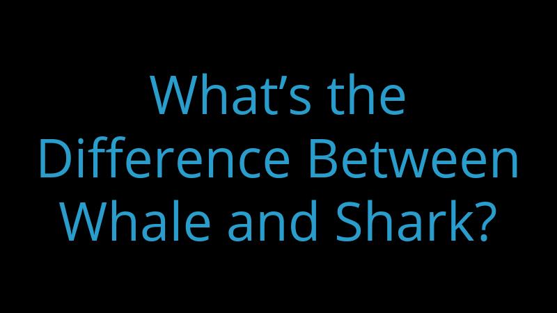 What’s the Difference Between Whale and Shark?